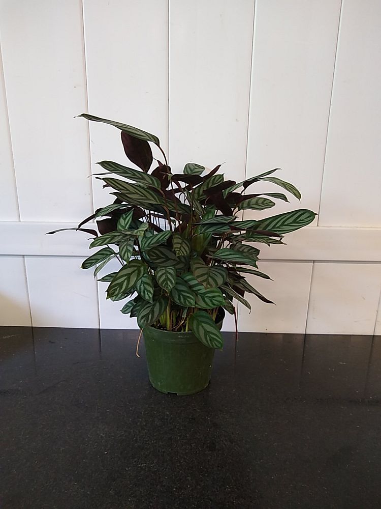 Calathea Setosa / Exotica | PlantVine