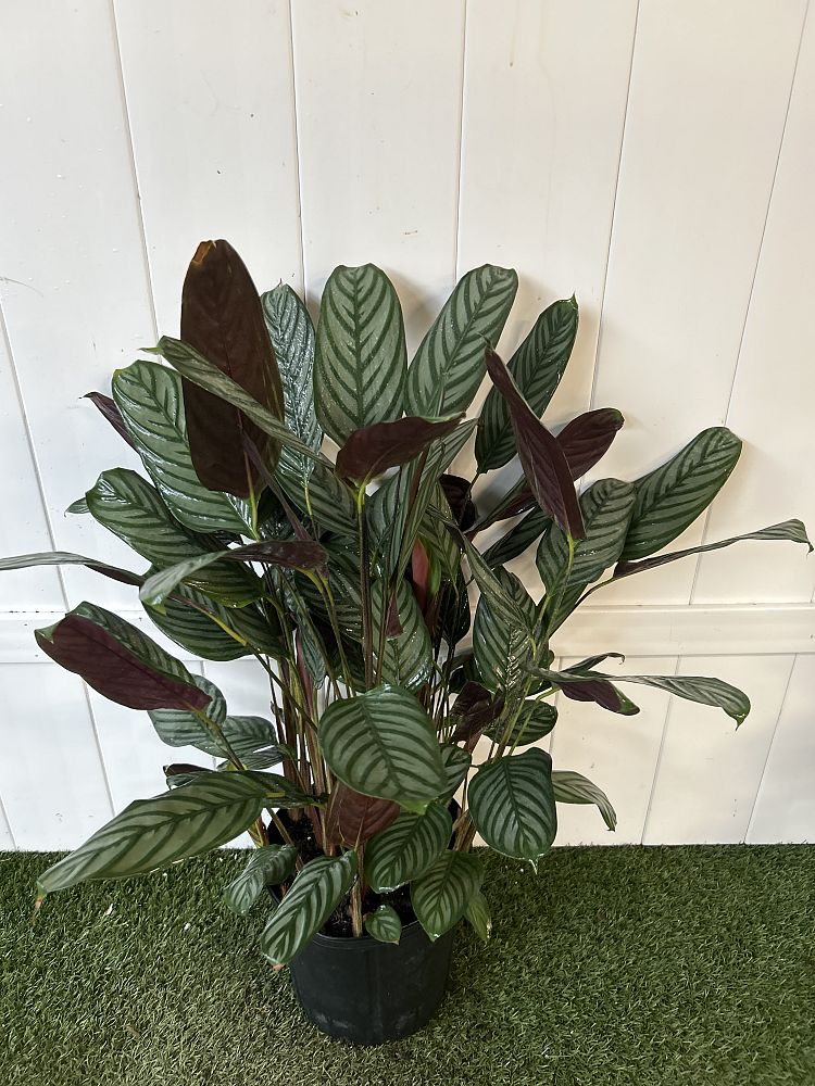 Calathea Setosa / Exotica | PlantVine
