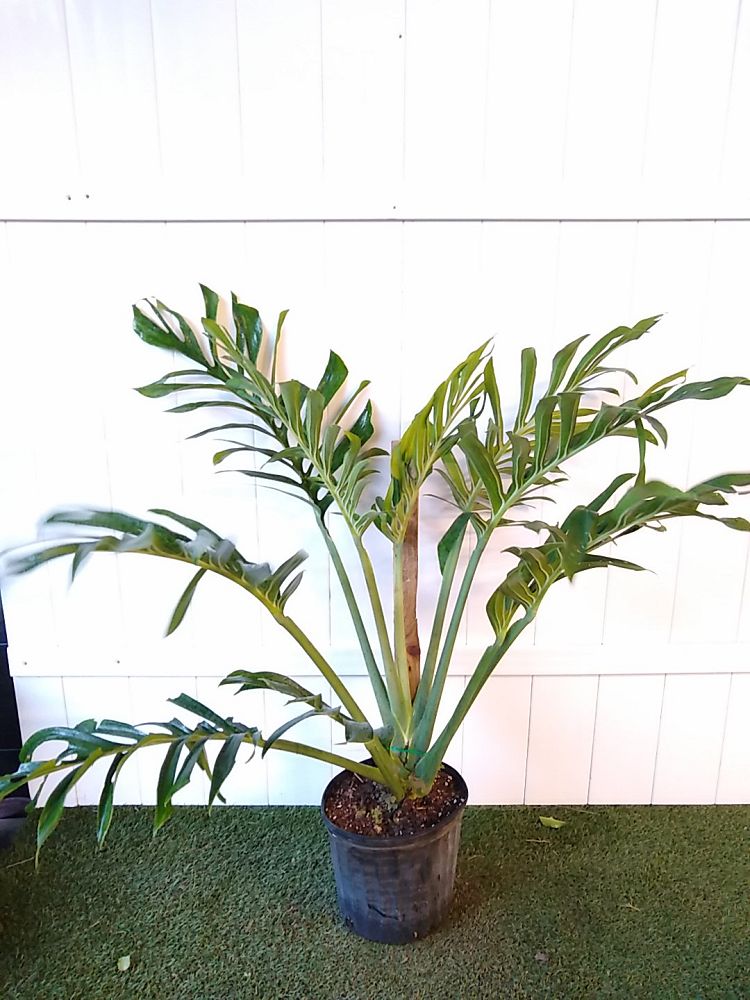 Monstera pinnatipartita | PlantVine