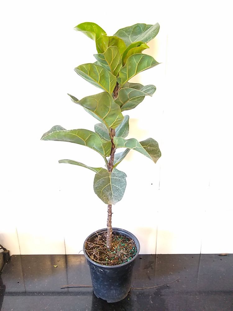 Dwarf Fiddle Leaf Fig | PlantVine