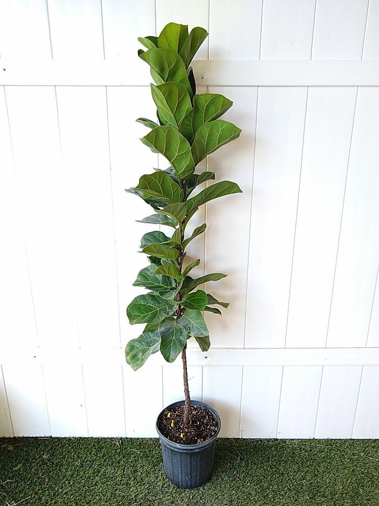 Dwarf Fiddle Leaf Fig | PlantVine