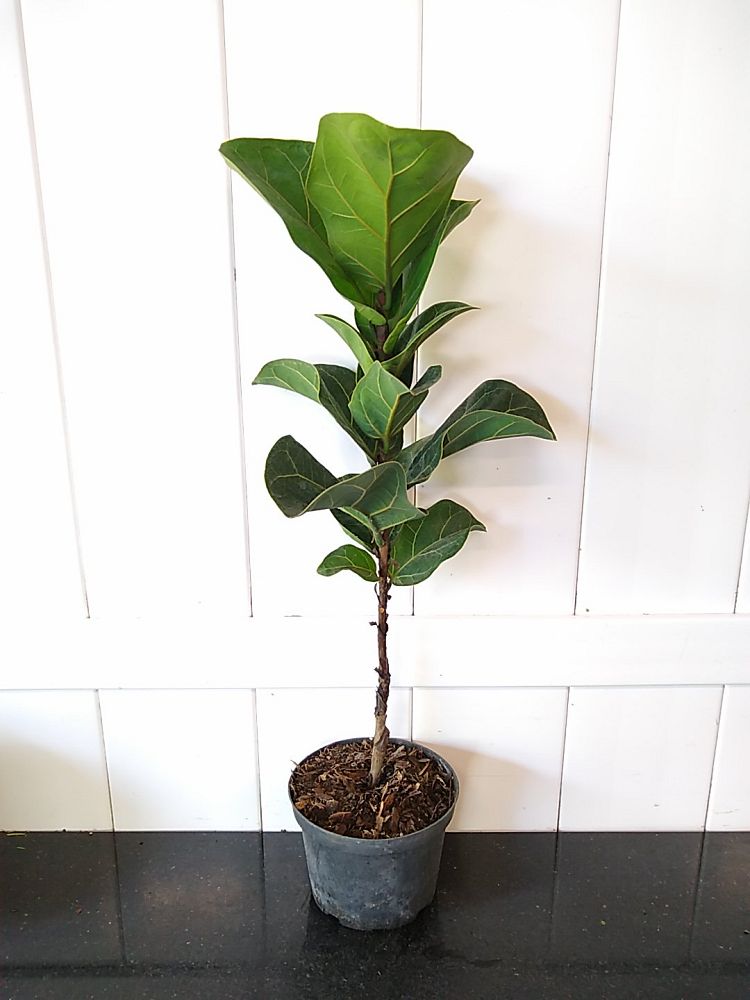 Dwarf Fiddle Leaf Fig | PlantVine