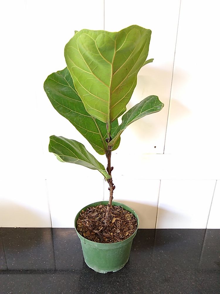 Dwarf Fiddle Leaf Fig | PlantVine