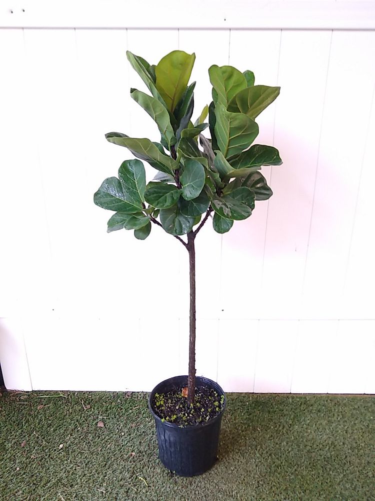 Dwarf Fiddle Leaf Fig | PlantVine