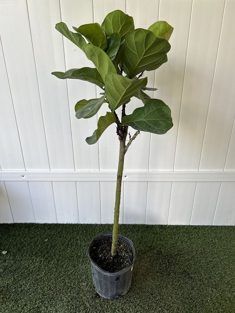 Dwarf Fiddle Leaf Fig | PlantVine