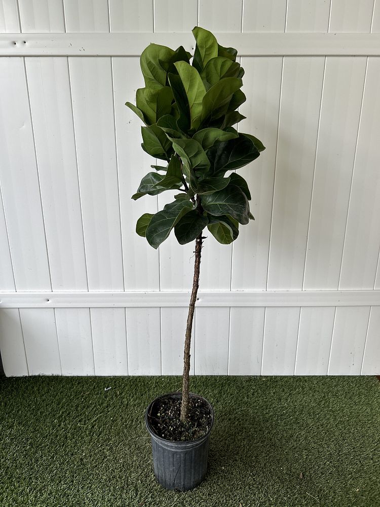 Dwarf Fiddle Leaf Fig | PlantVine