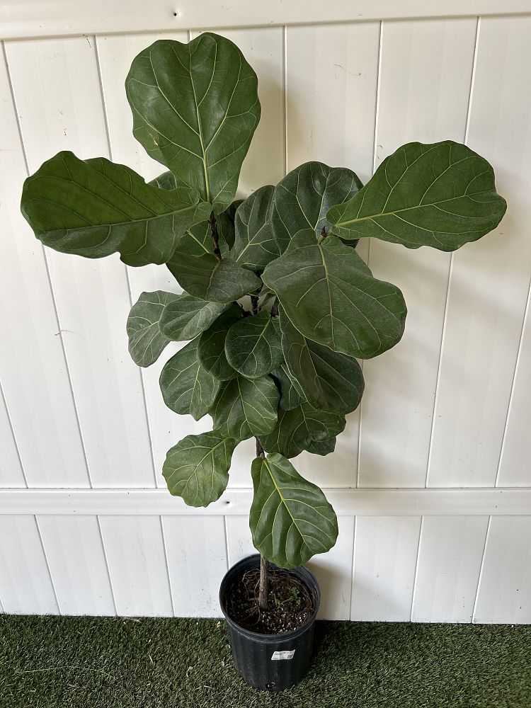 Dwarf Fiddle Leaf Fig | PlantVine