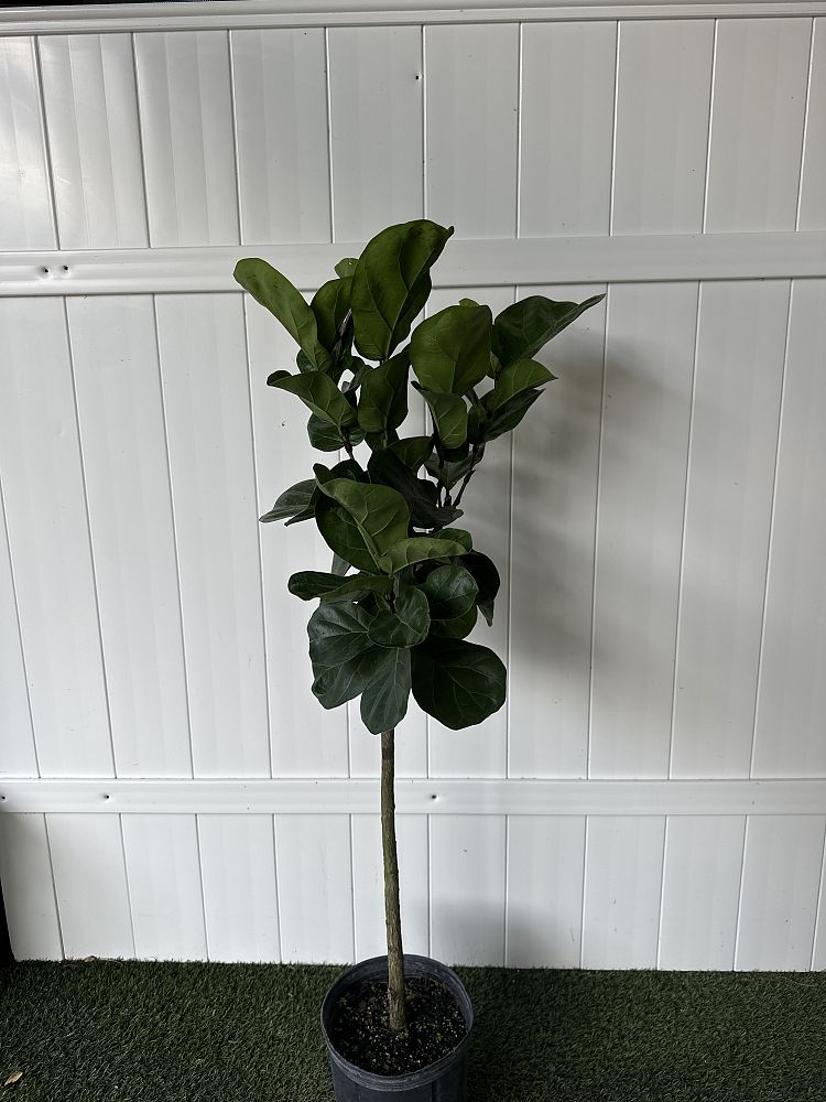 Dwarf Fiddle Leaf Fig | PlantVine