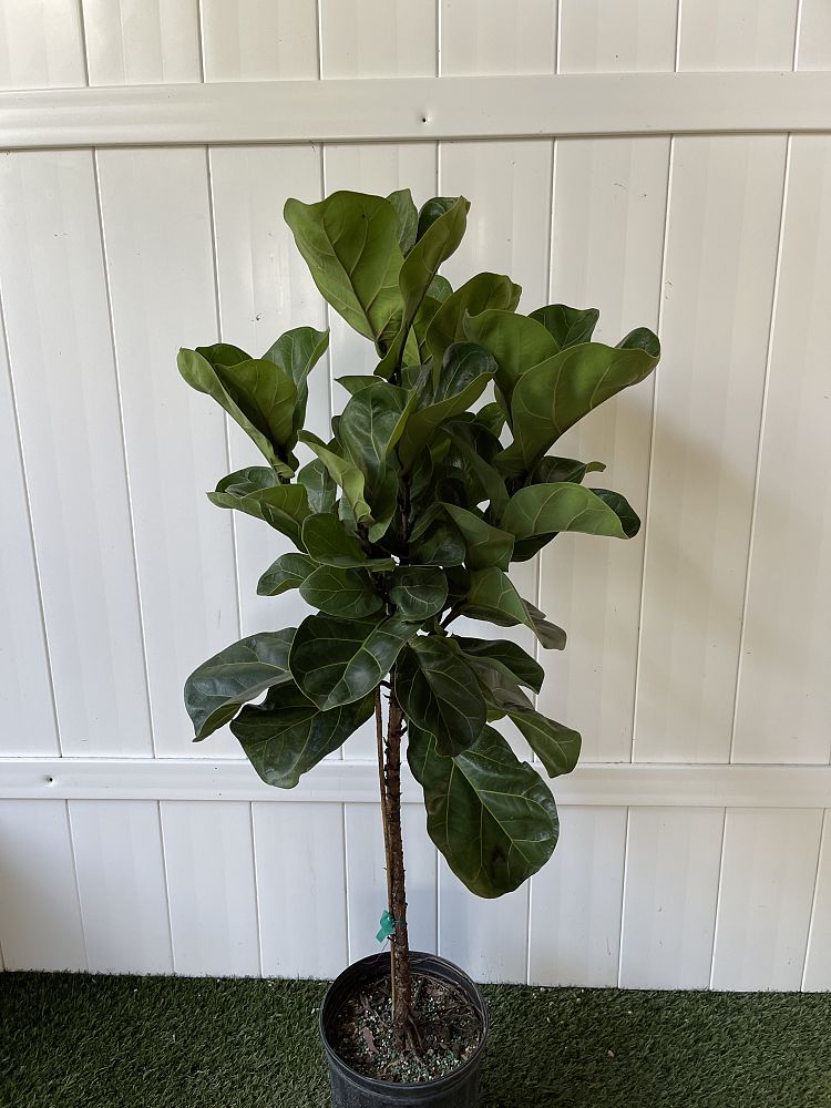 Dwarf Fiddle Leaf Fig | PlantVine