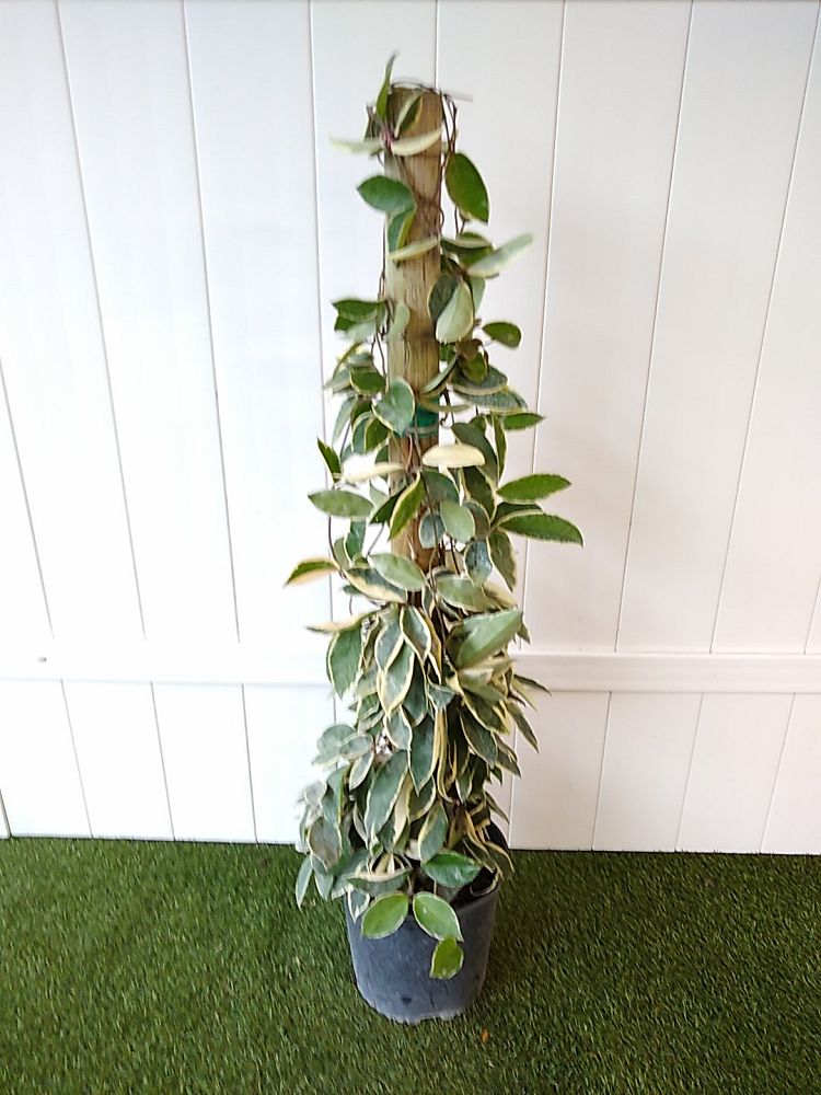 Hoya pubicalyx splash | PlantVine