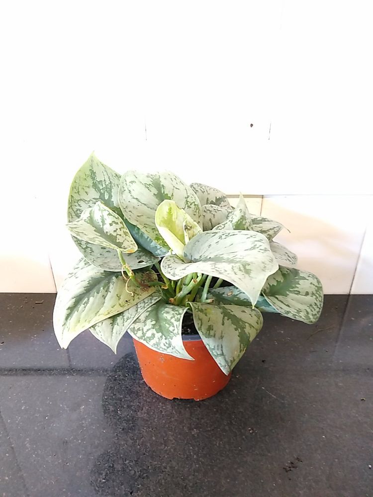Silver Satin Pothos | PlantVine