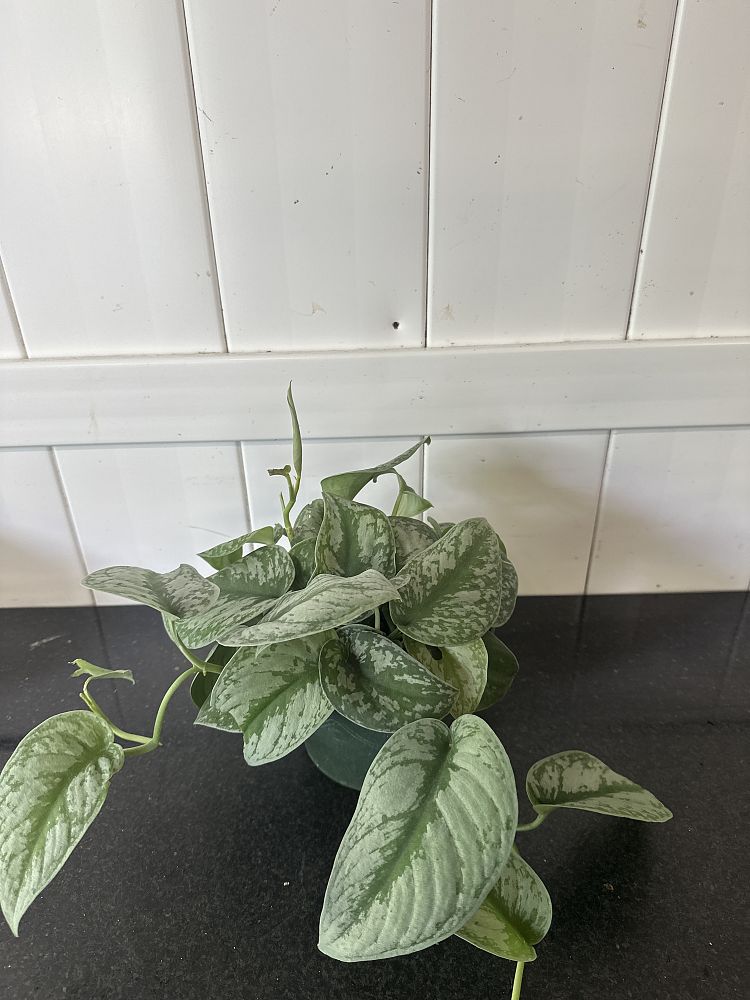 Silver Satin Scindapsus | PlantVine