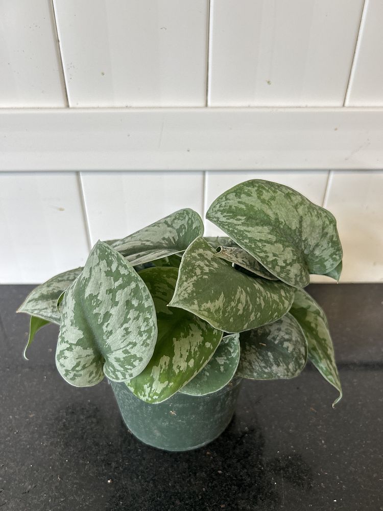 Silver Satin Scindapsus | PlantVine