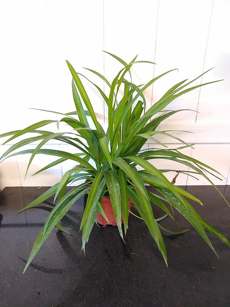 Green Spider Plant | PlantVine