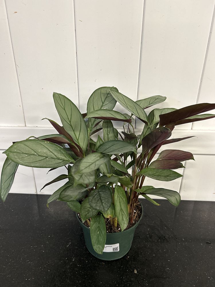 Calathea setosa ‘Grey Star’ | PlantVine