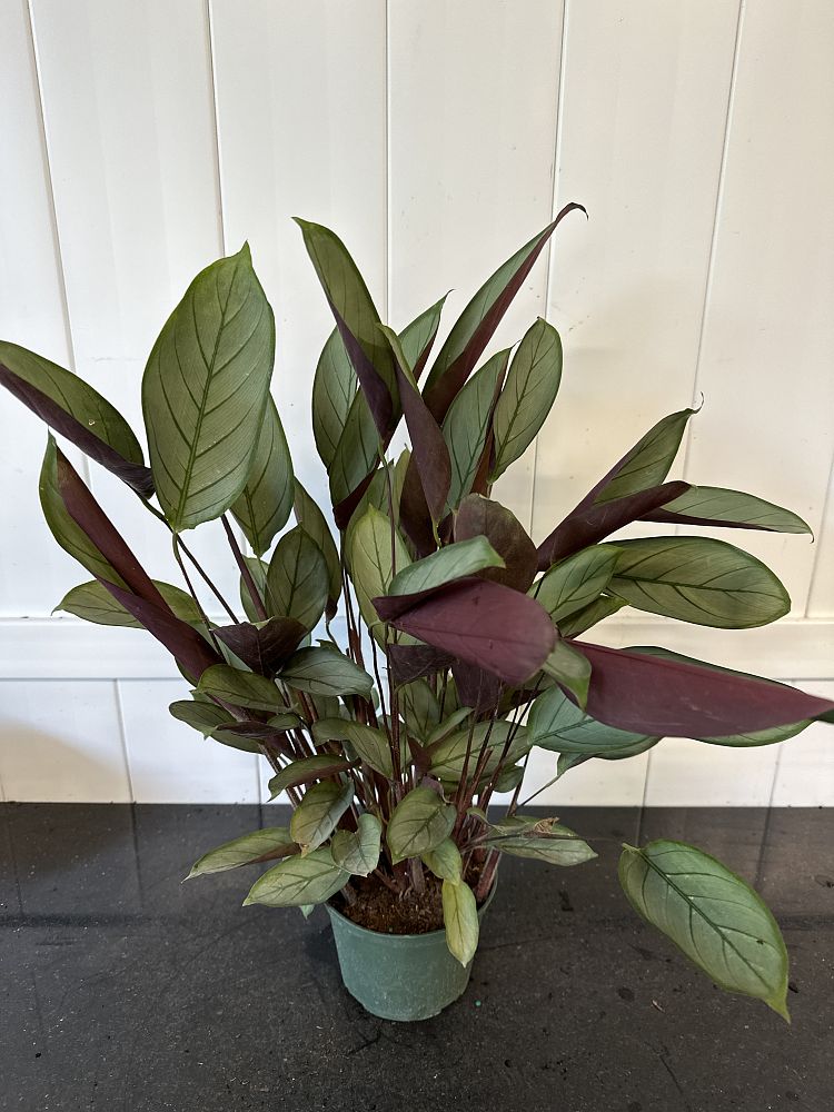 Calathea setosa ‘Grey Star’ | PlantVine