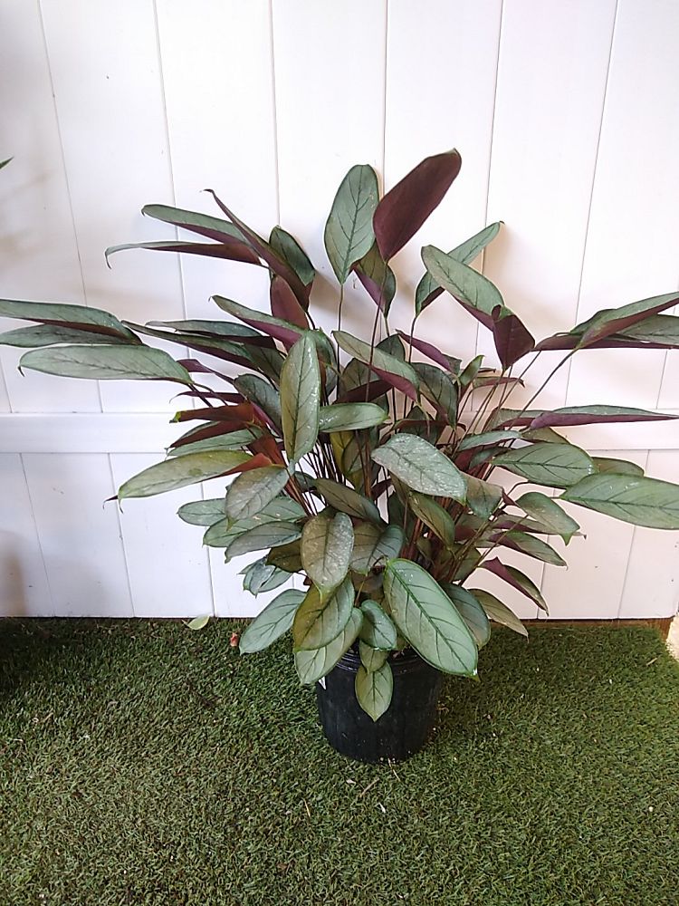 Calathea setosa ‘Grey Star’ | PlantVine