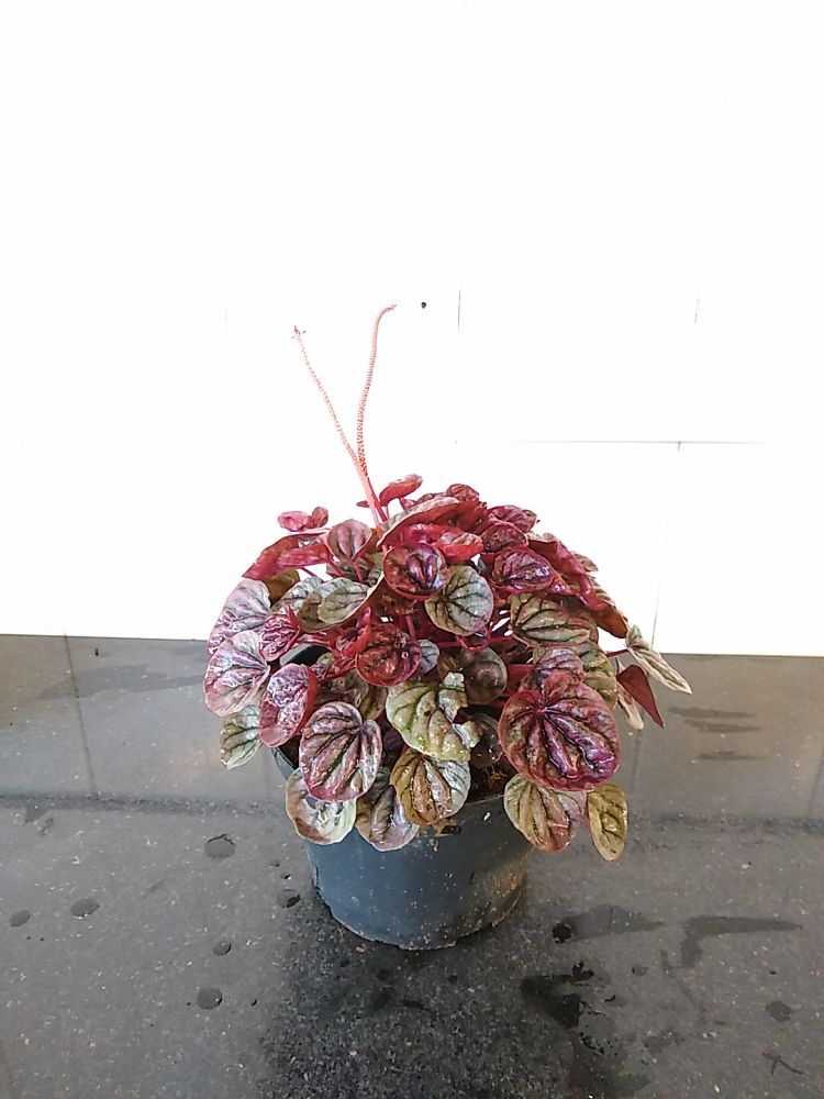 Peperomia ‘Schumi Red’ | PlantVine