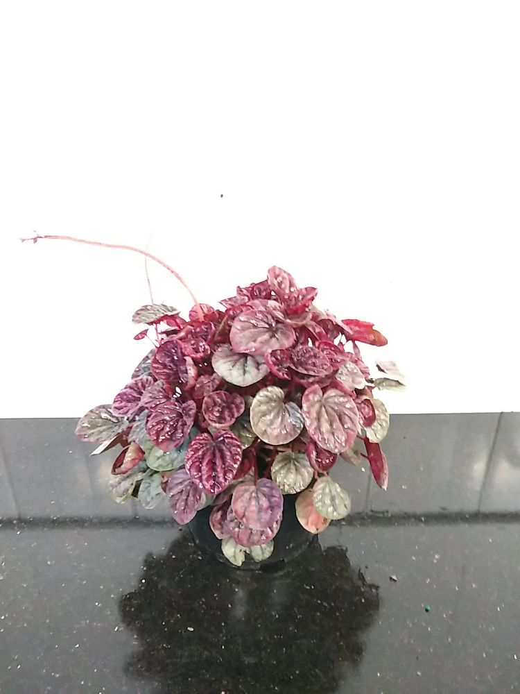 Peperomia ‘Schumi Red’ | PlantVine