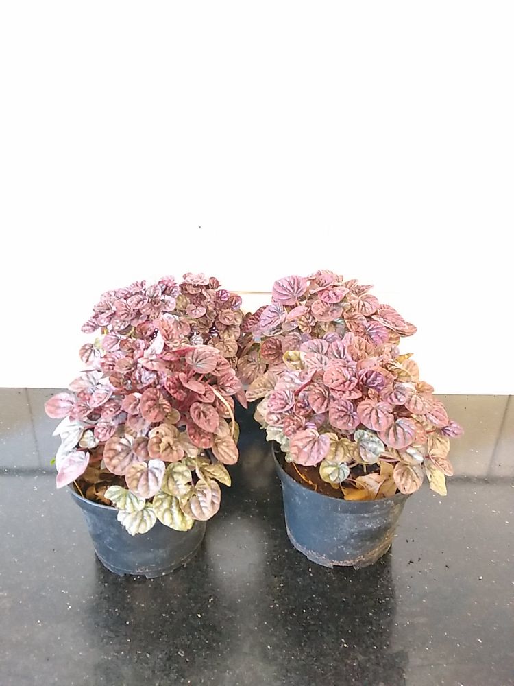 Peperomia ‘Schumi Red’ | PlantVine