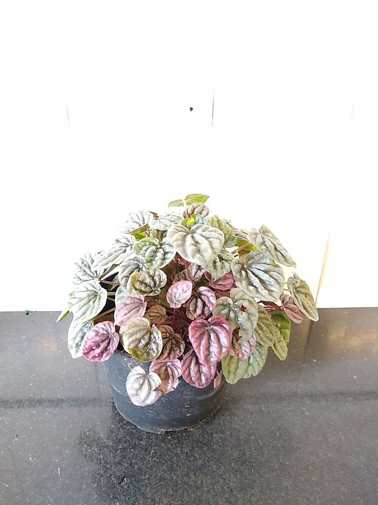Peperomia ‘Schumi Red’ | PlantVine
