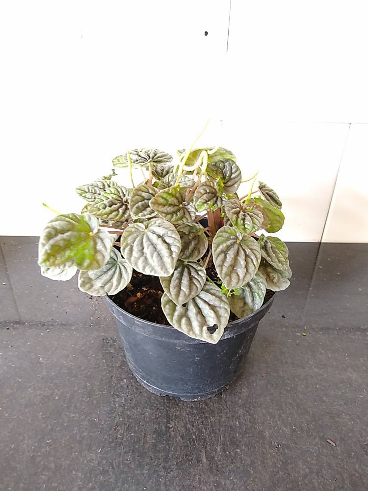 Peperomia ‘Schumi Red’ | PlantVine