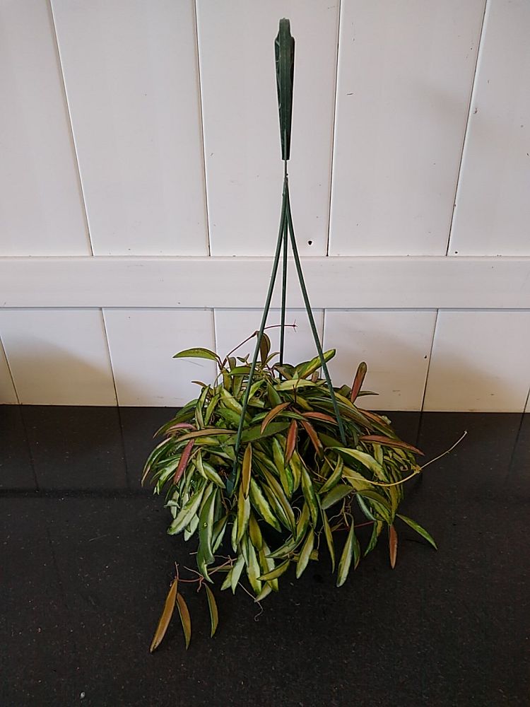 Tri-color Hoya with Meseta Planter | PlantVine