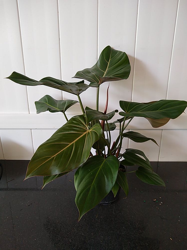 Philodendron ‘Summer Glory’ | PlantVine