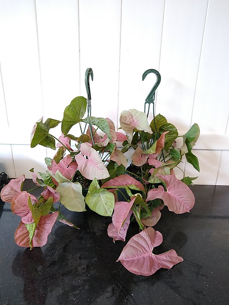 Syngonium podophyllum ‘Pink’ | PlantVine