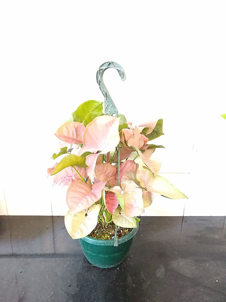 Syngonium podophyllum ‘Pink’ | PlantVine