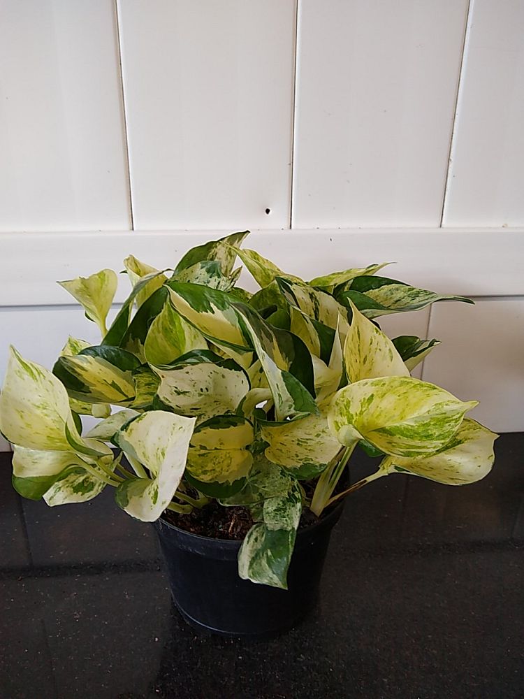 Manjula Pothos | PlantVine