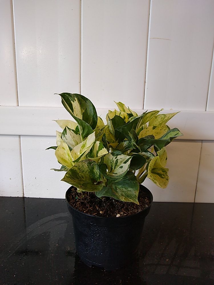 Manjula Pothos | PlantVine