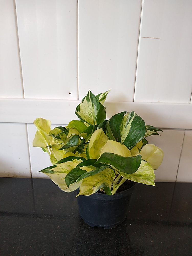 Manjula Pothos | PlantVine