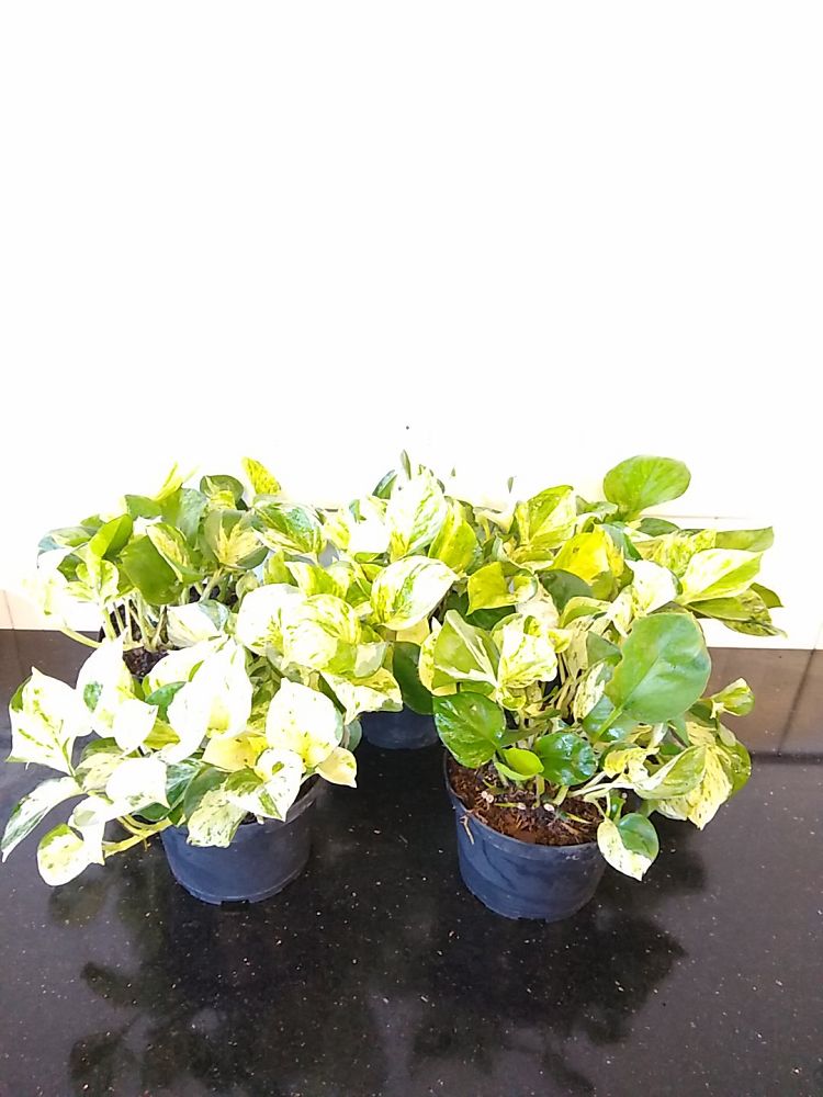 Manjula Pothos | PlantVine