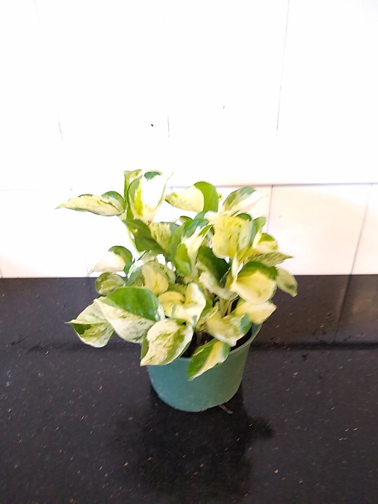 Manjula Pothos | PlantVine