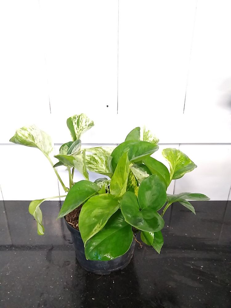 Manjula Pothos | PlantVine