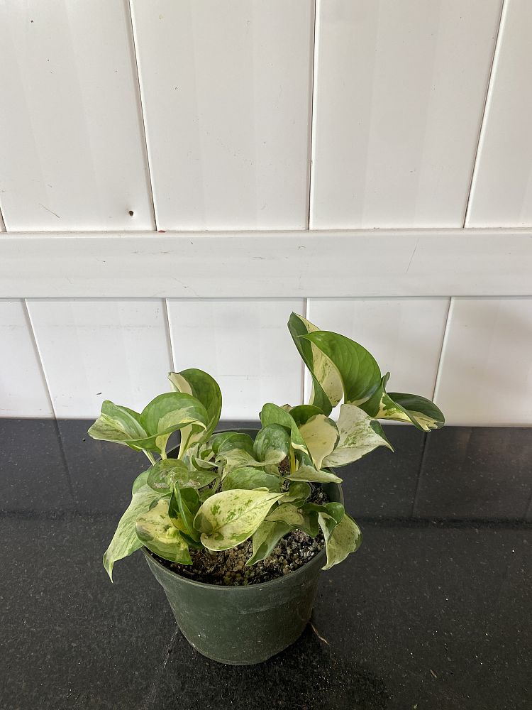 Manjula Pothos | PlantVine