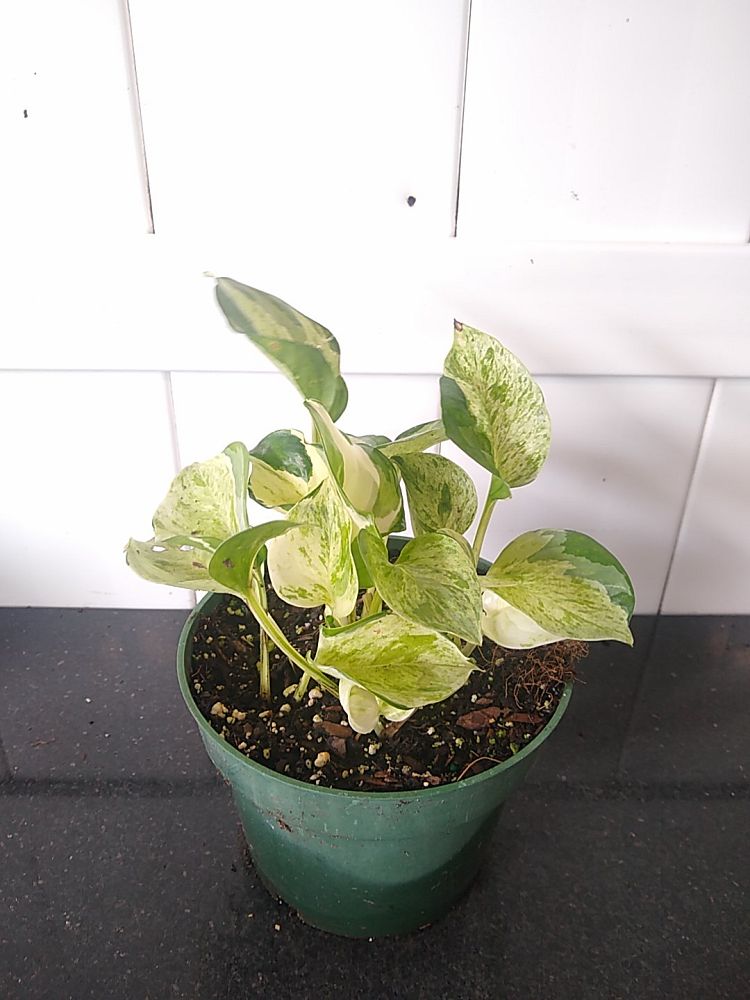 Manjula Pothos | PlantVine