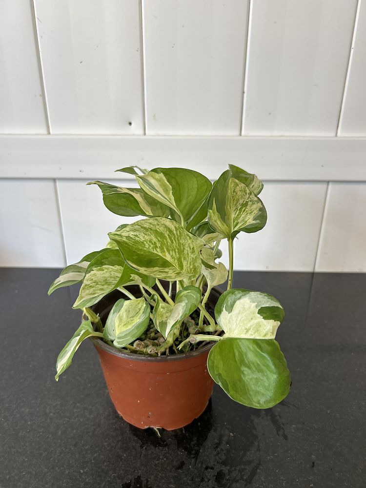 Manjula Pothos | PlantVine