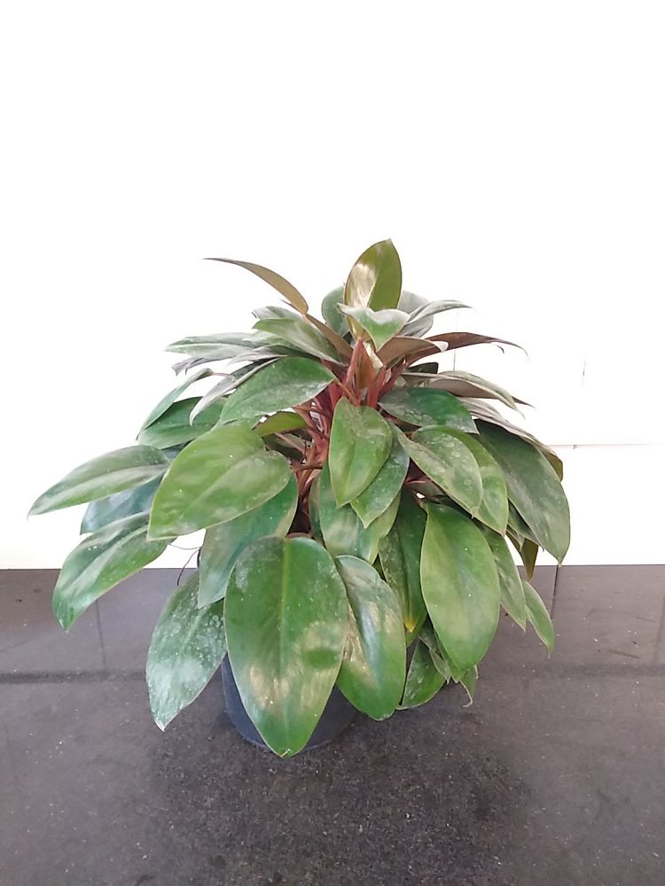 Dwarf Red Congo Philodendron | PlantVine