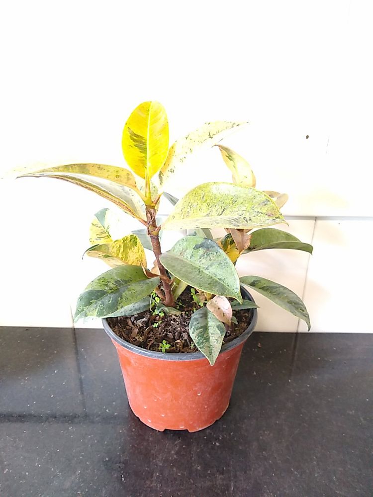Ficus elastica ‘Shivereana’ | PlantVine