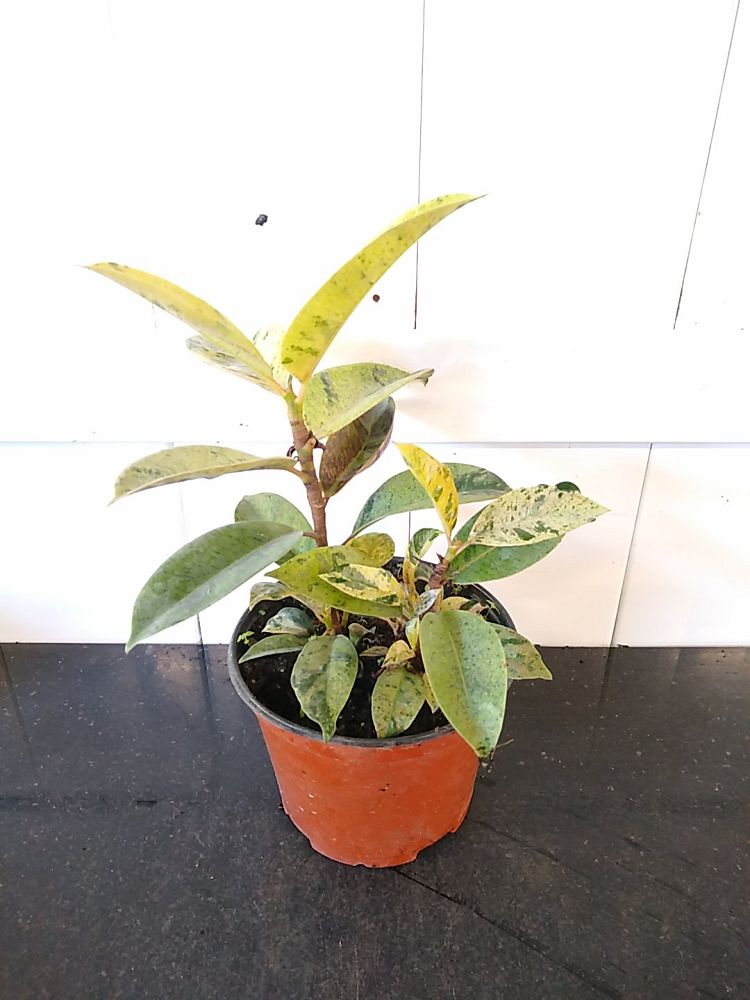 Ficus elastica ‘Shivereana’ | PlantVine