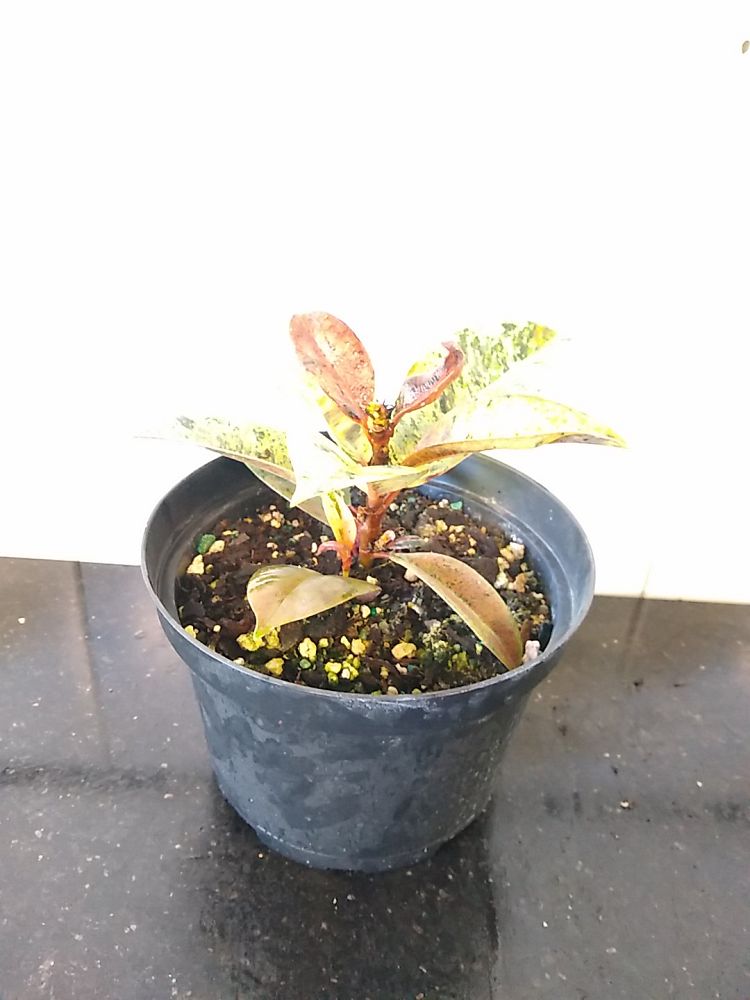 Ficus elastica ‘Shivereana’ | PlantVine