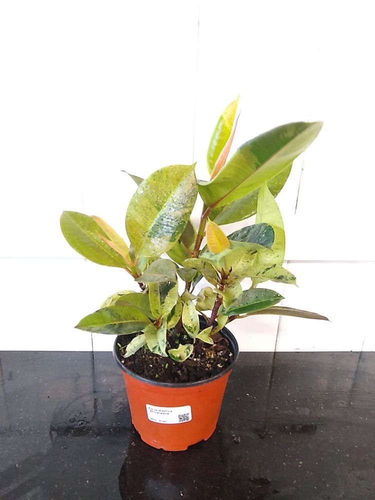 Ficus Elastica ‘shivereana Plantvine