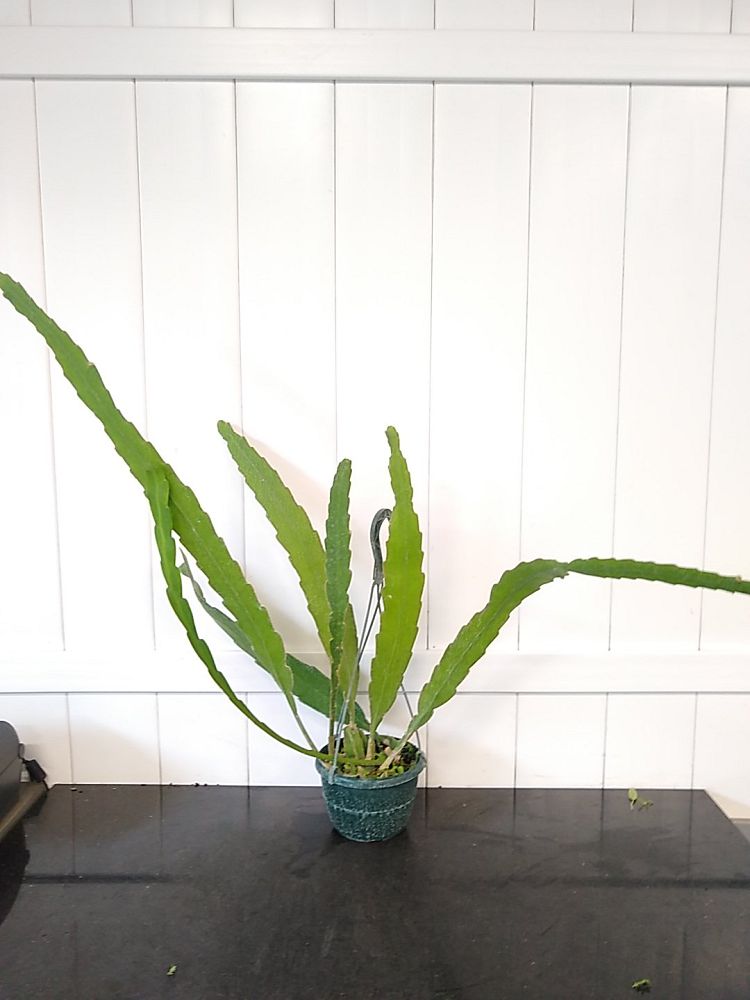 Orchid Cactus | PlantVine