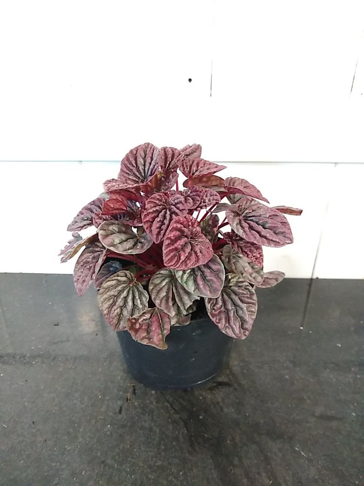 Peperomia ‘Red Luna’ with Meseta Planter | PlantVine
